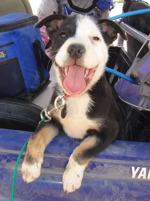 Happy Pup – Welcome to FPCSA